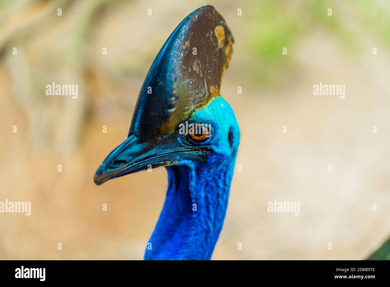 Cassowary close-up. Cassowary head. Big aggressive bird Stock Photo - Alamy
