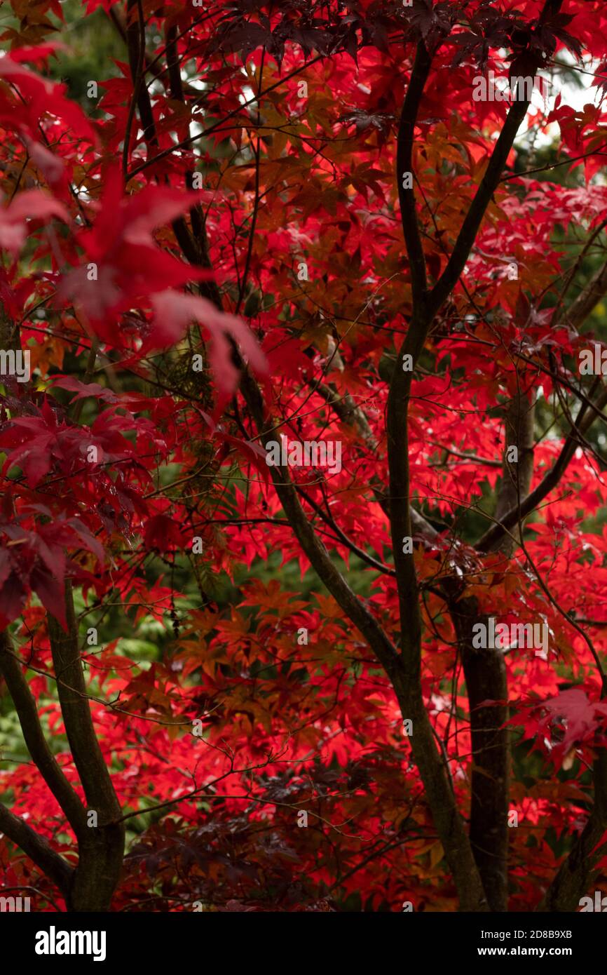 The Red Tree No.2 Stock Photo - Alamy