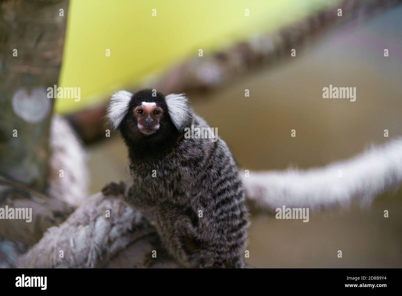 A small Callitrix monkey sits on a tree branch Stock Photo - Alamy