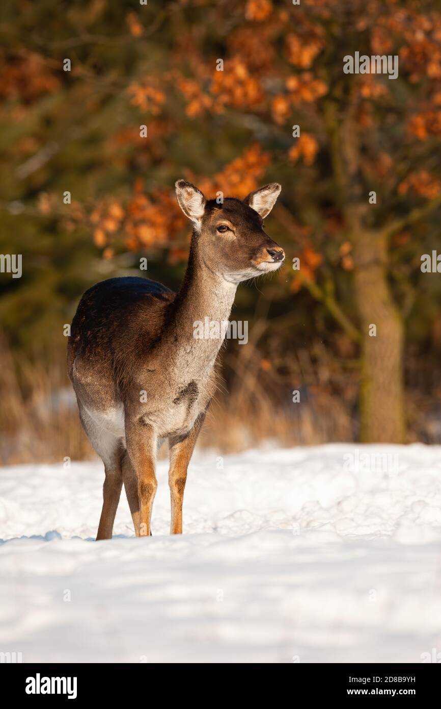 Fallow deer doe standing in front of colorful forest in winter Stock ...