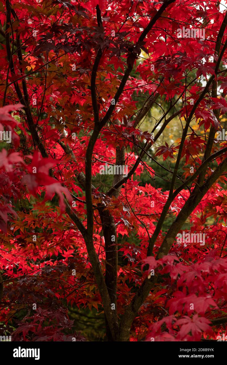 The Red Tree No.1 Stock Photo - Alamy