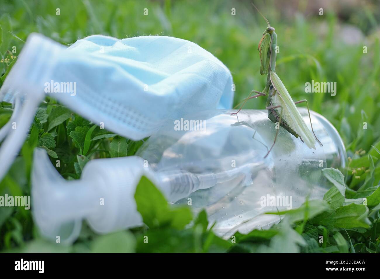 Praying mantis living on discarded medical face mask and hand sanitizer ...