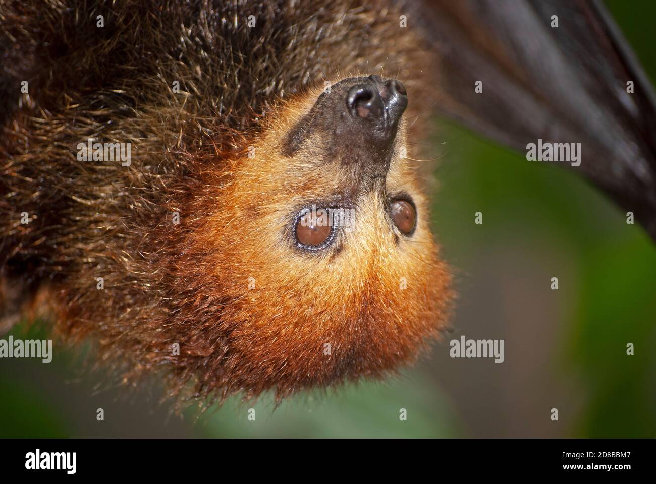Endangered Mauritian Fruit Bat (Pteropus niger) in a rehabilitation ...