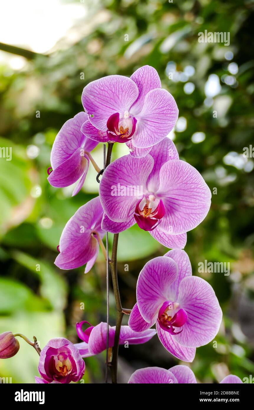Orchid flower in tropical garden Stock Photo - Alamy