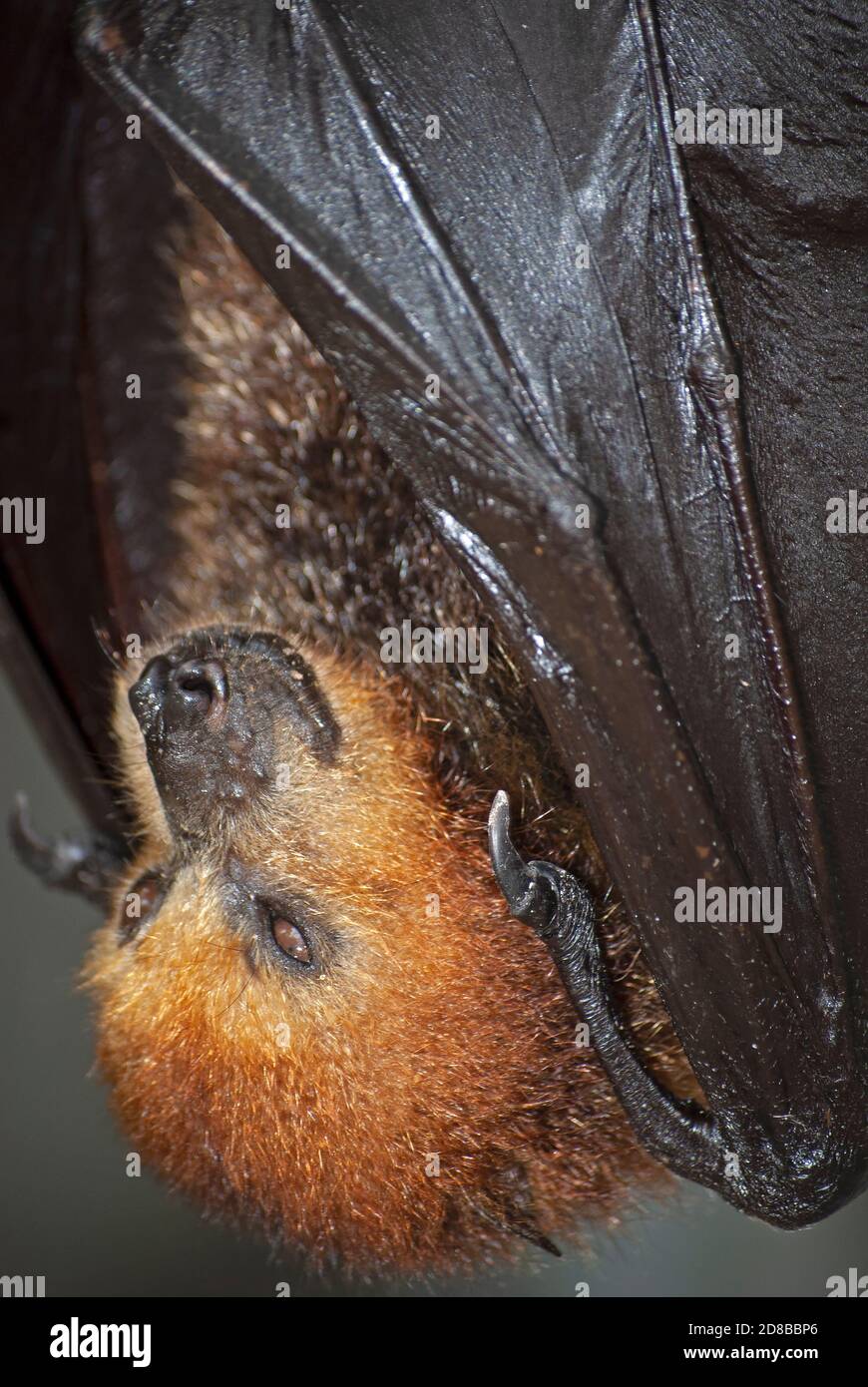 Endangered Mauritian Fruit Bat (Pteropus niger) in a rehabilitation ...