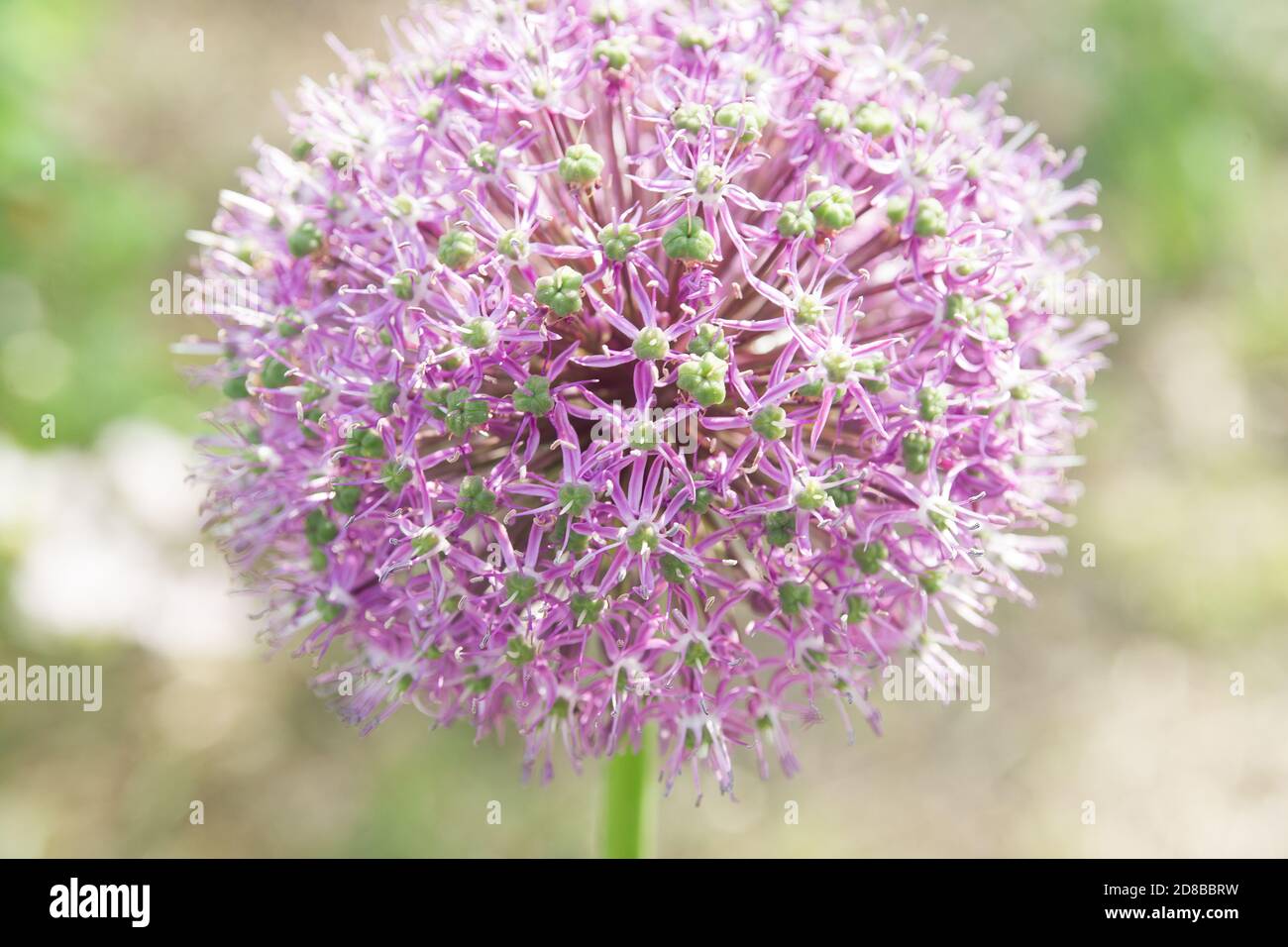 Purple ornamental garlic flower on a blurred green background Stock ...