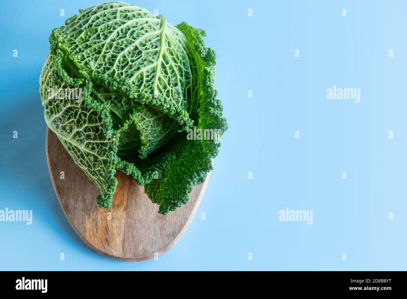 autumn harvest: green savoy cabbage close-up on blue background with ...