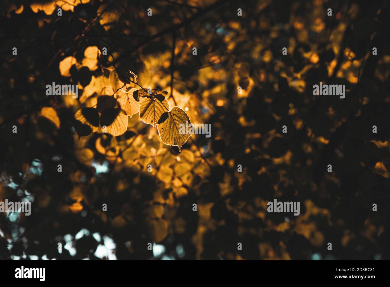 backlit leaves, Leeds Stock Photo - Alamy