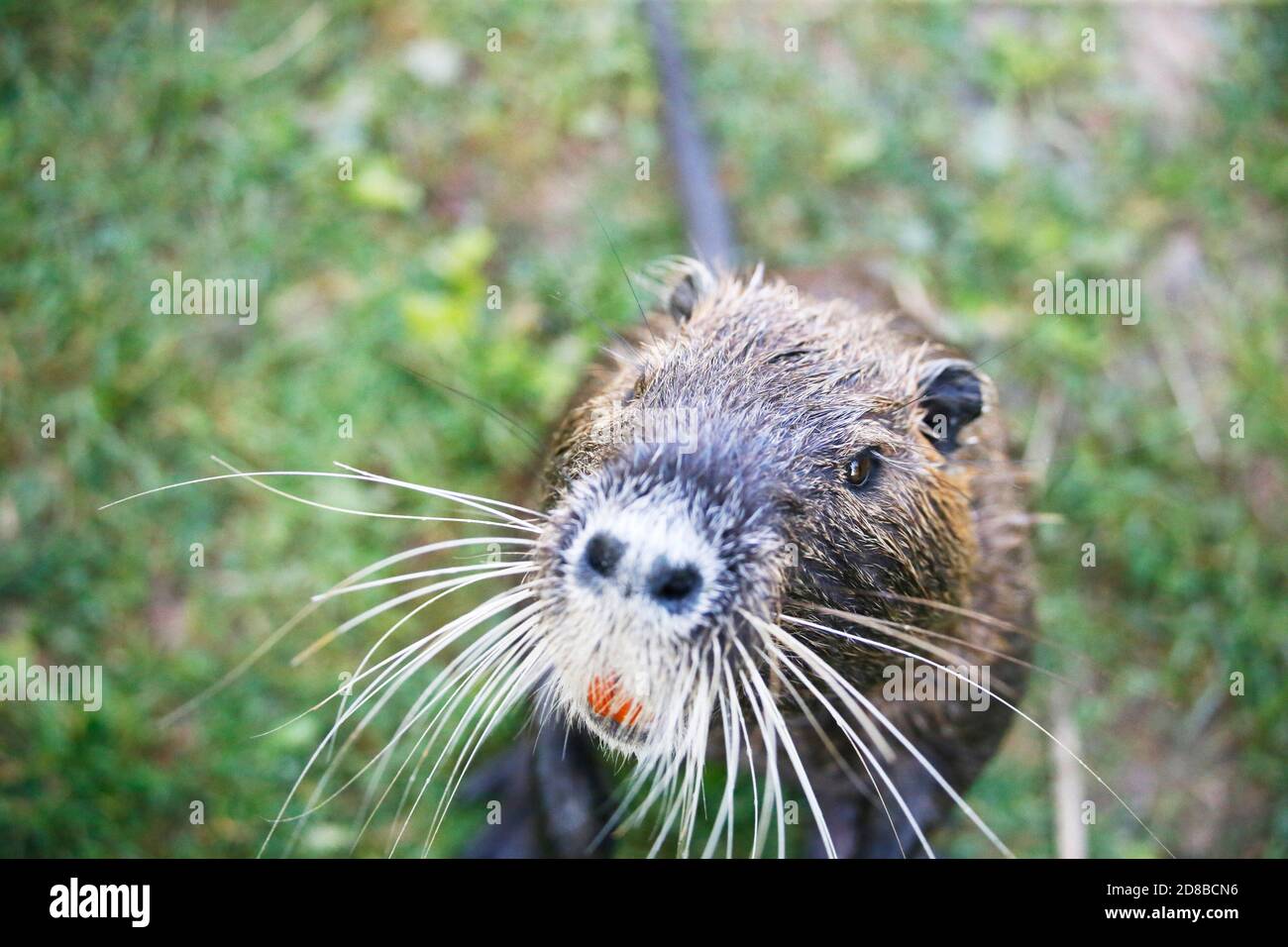 Nutria (myocastor coypus) in a Park, Germany Stock Photo - Alamy
