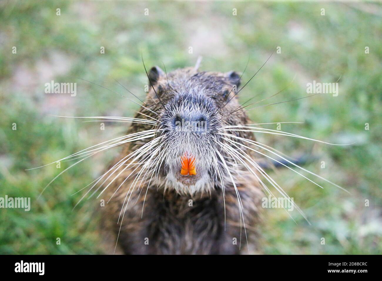 Nutria (myocastor coypus) in a Park, Germany Stock Photo - Alamy