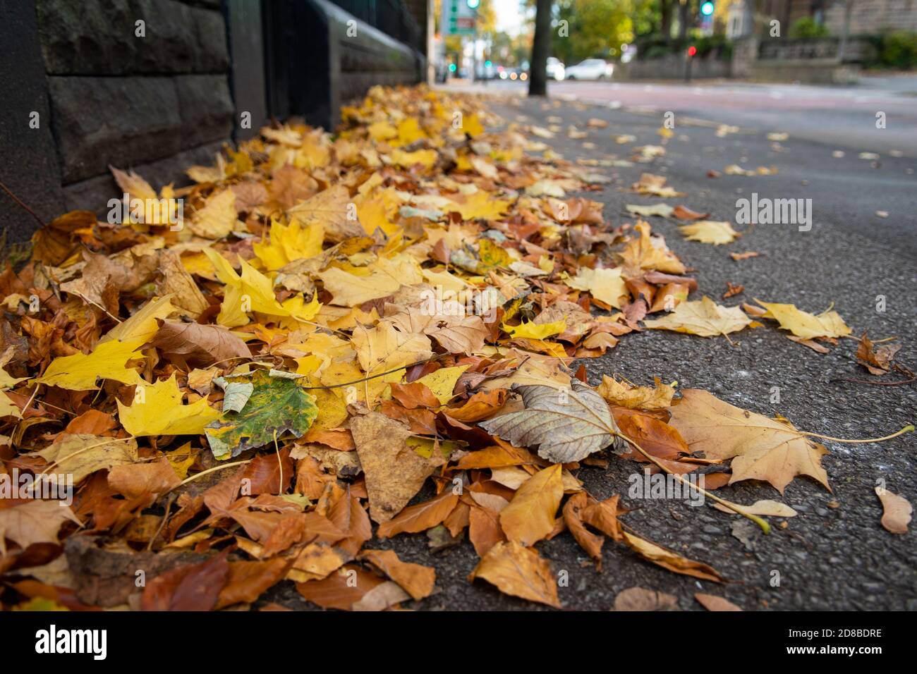 Autumnal leaves in the street. Colorful fall leaves on the pavement ...