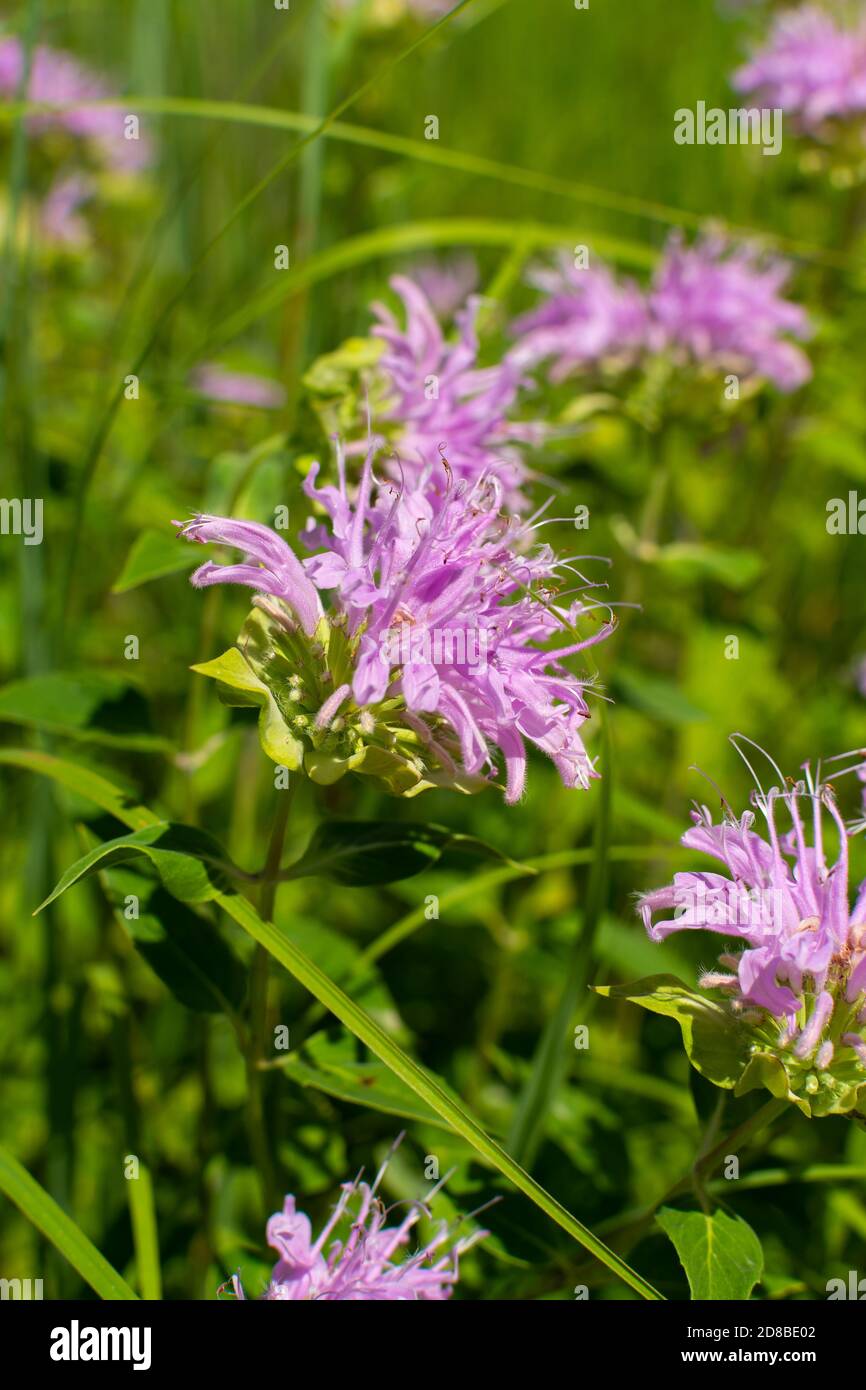 Beautiful purple wildflowers along the hiking trail. Bellevue State ...