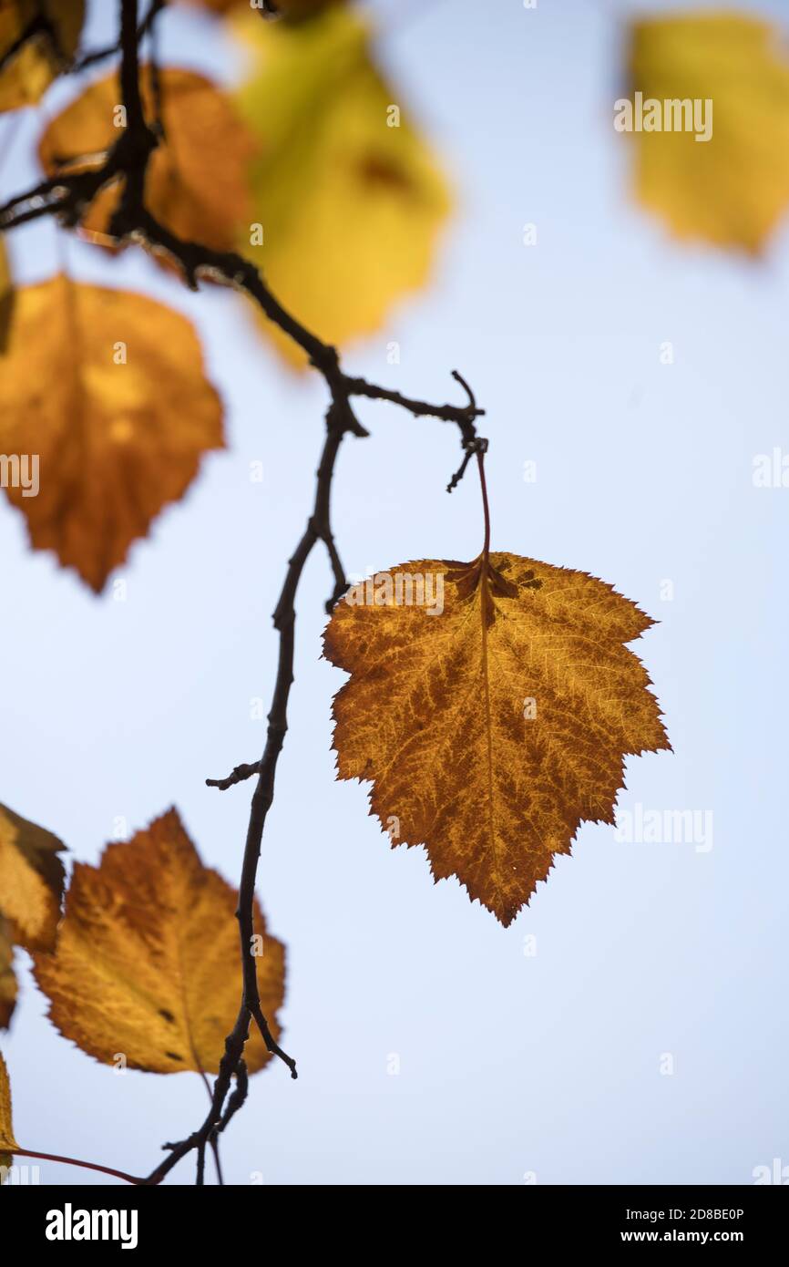 Spokane autumn hi-res stock photography and images - Alamy