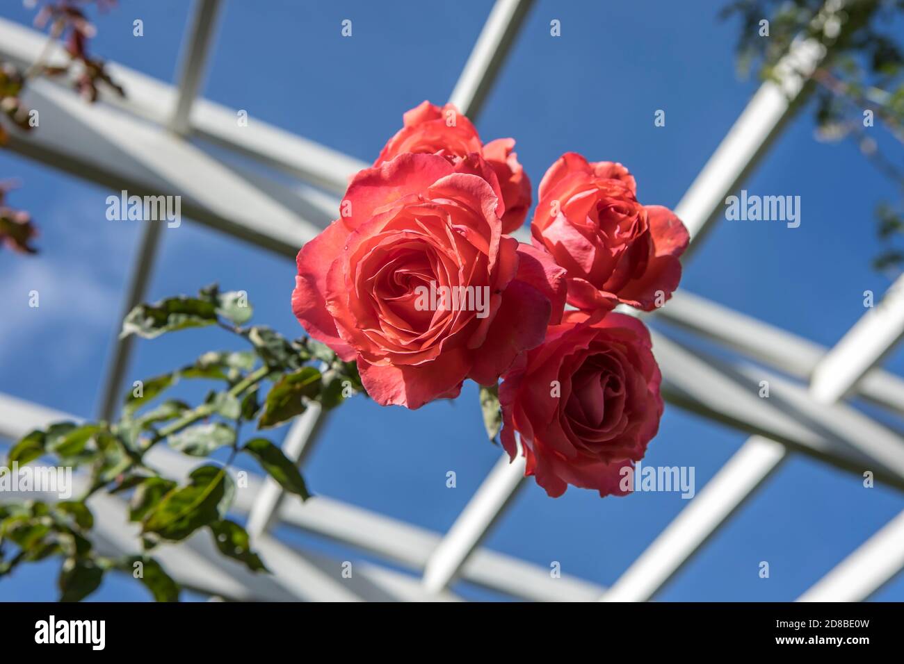 Cluster of roses hi-res stock photography and images - Alamy
