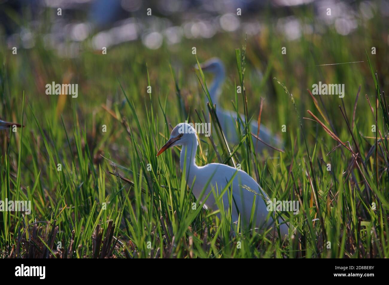 cattle egret are looking for food in the fields Stock Photo - Alamy
