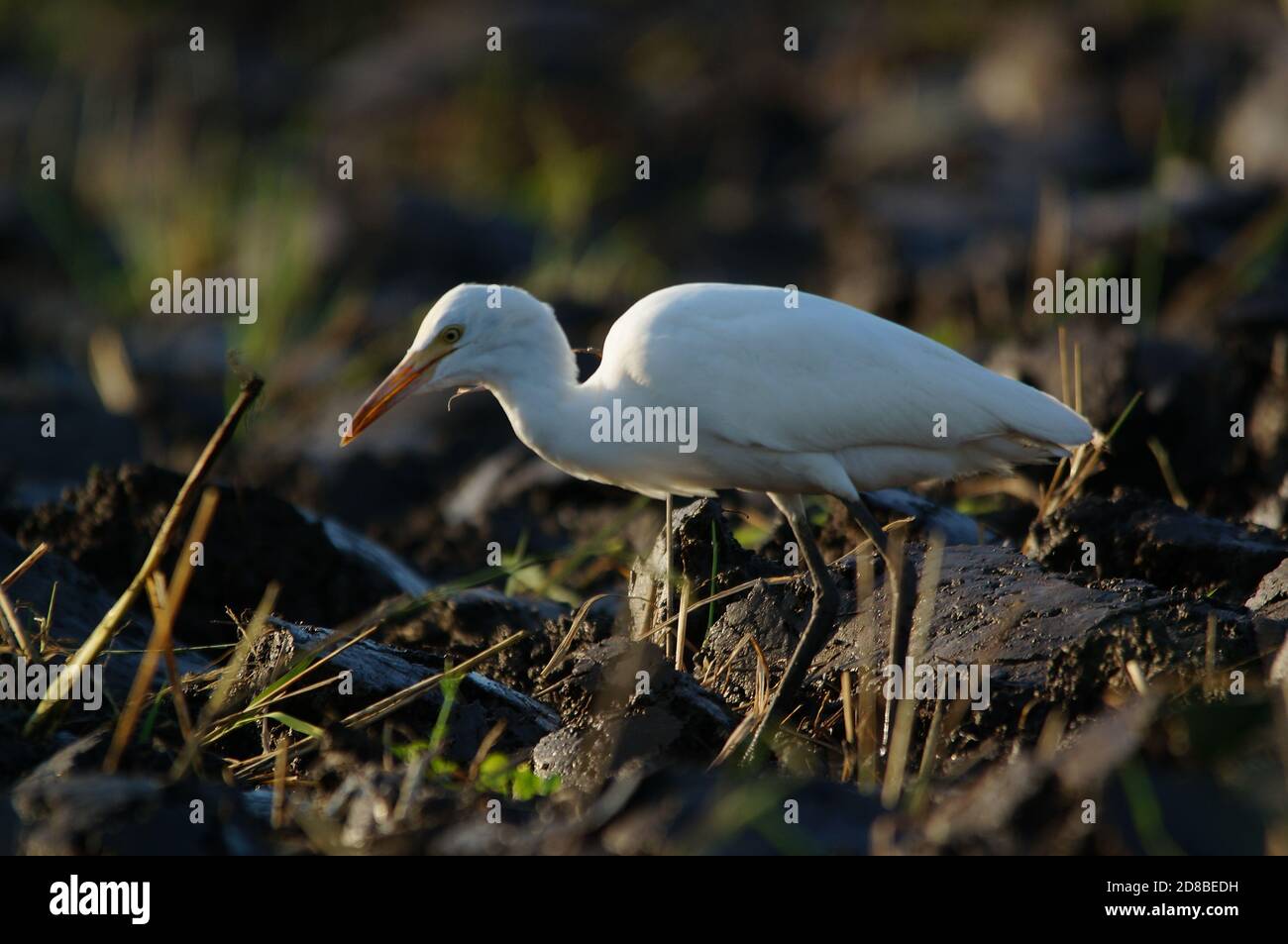 cattle egret are looking for food in the fields Stock Photo - Alamy