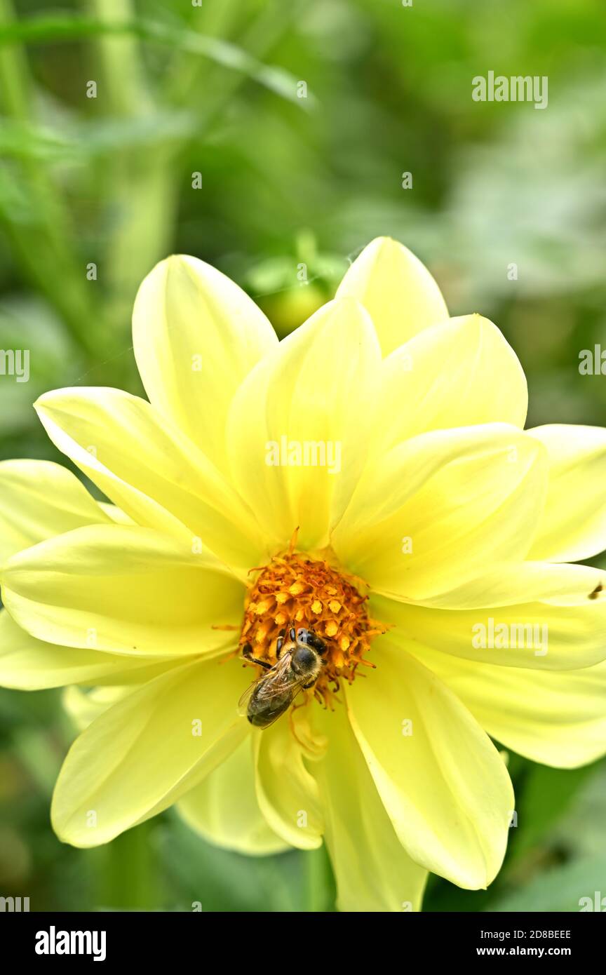 Garden flowers with honey bee on it, isolated, close-up Stock Photo - Alamy