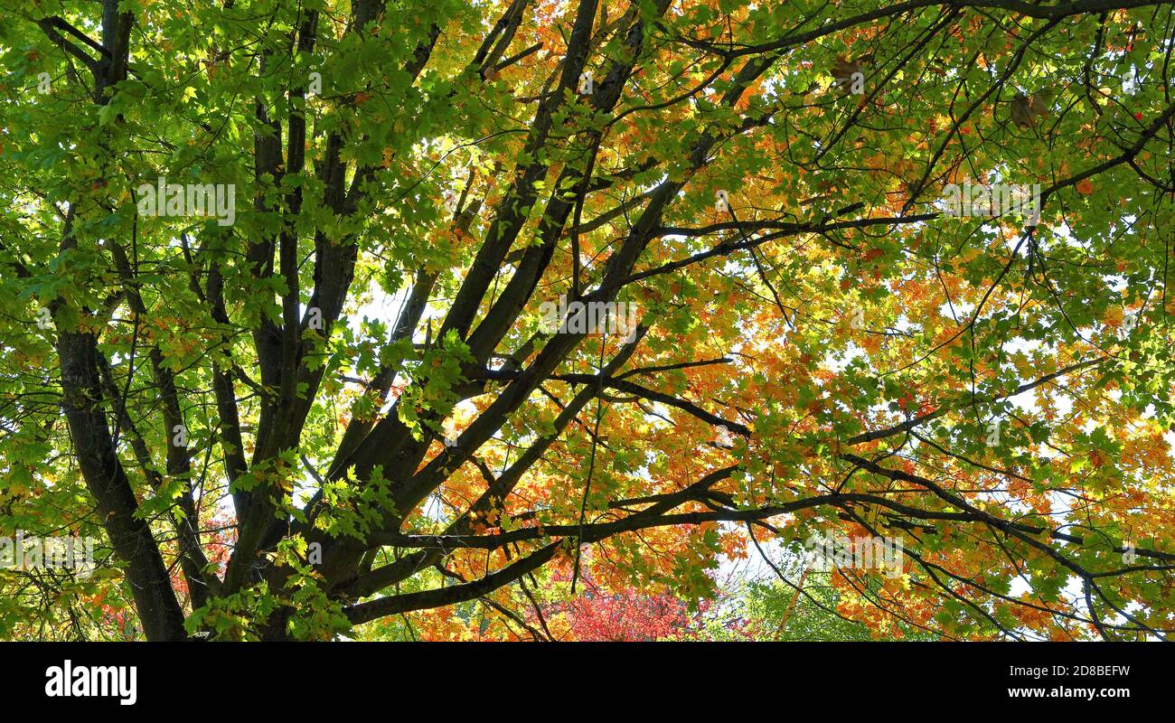 Full frame foliage hi-res stock photography and images - Alamy