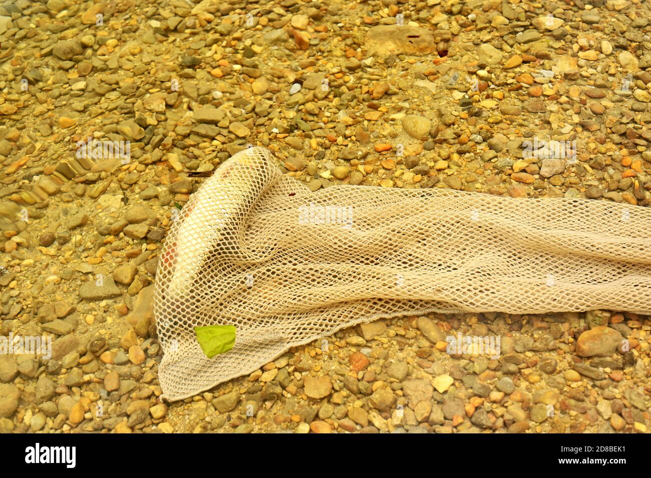 Freshwater fish in the net, caught in a lake Stock Photo - Alamy