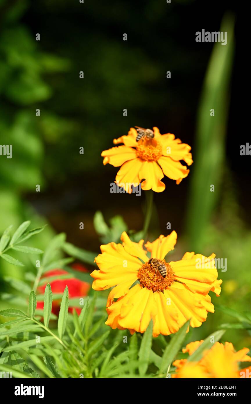 Garden flowers with honey bee on it, isolated, close-up Stock Photo - Alamy