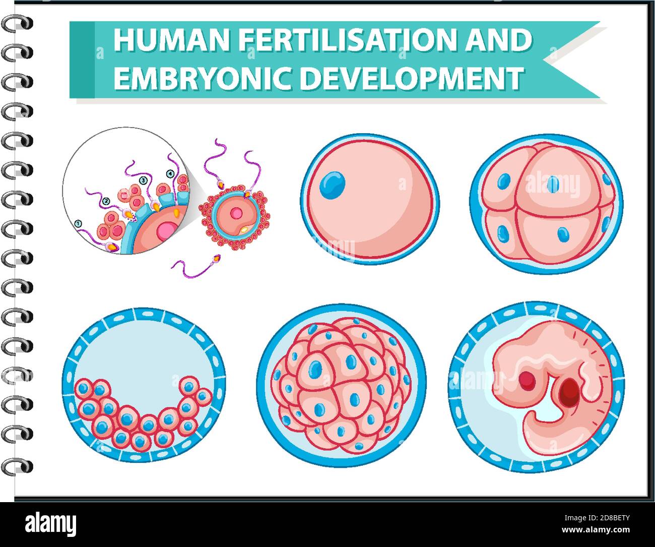 Human Fertilisation And Embryonic Development Illustration Stock Vector