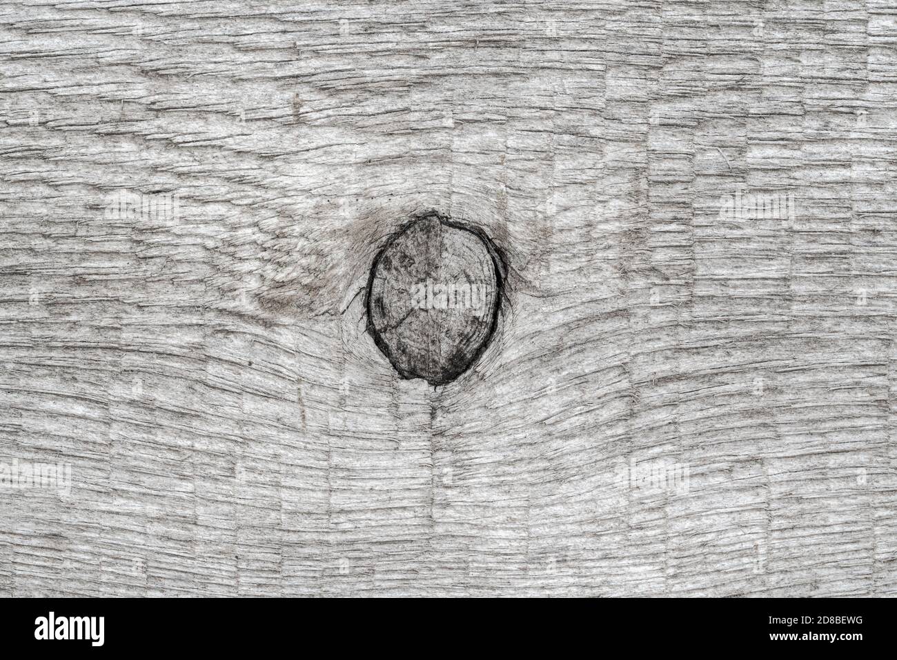 Gray natural wood background with knot. Close-up macro view of wooden ...