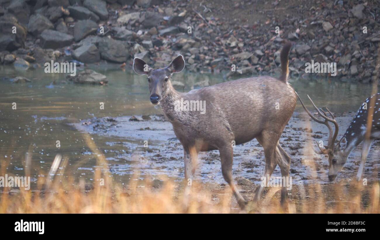 a doe sambar at a waterhole in tadoba andhari tiger reserve in india ...
