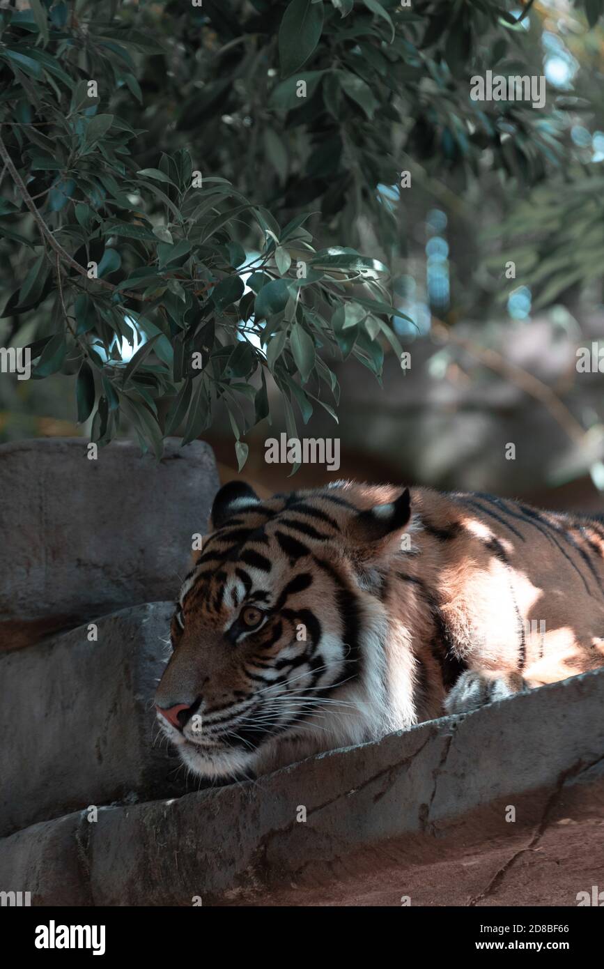 Confident tiger hi-res stock photography and images - Alamy