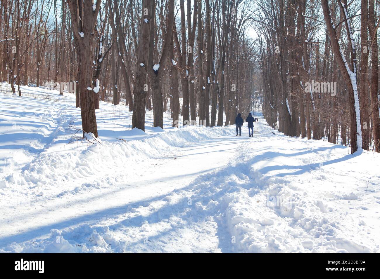 People walking in the snowy park in winter Stock Photo - Alamy