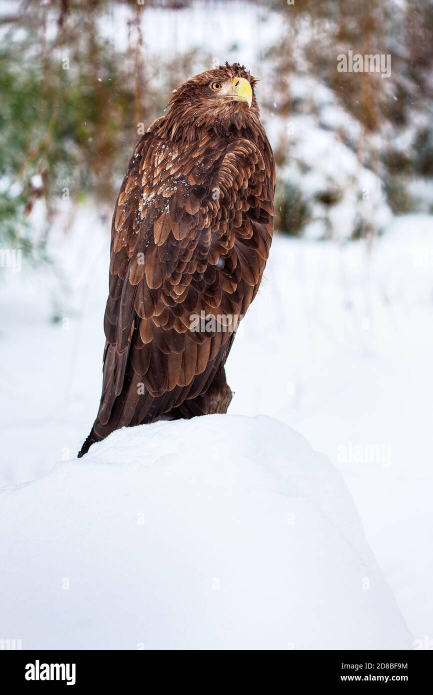 Golden Eagle on the snow in winter Stock Photo - Alamy