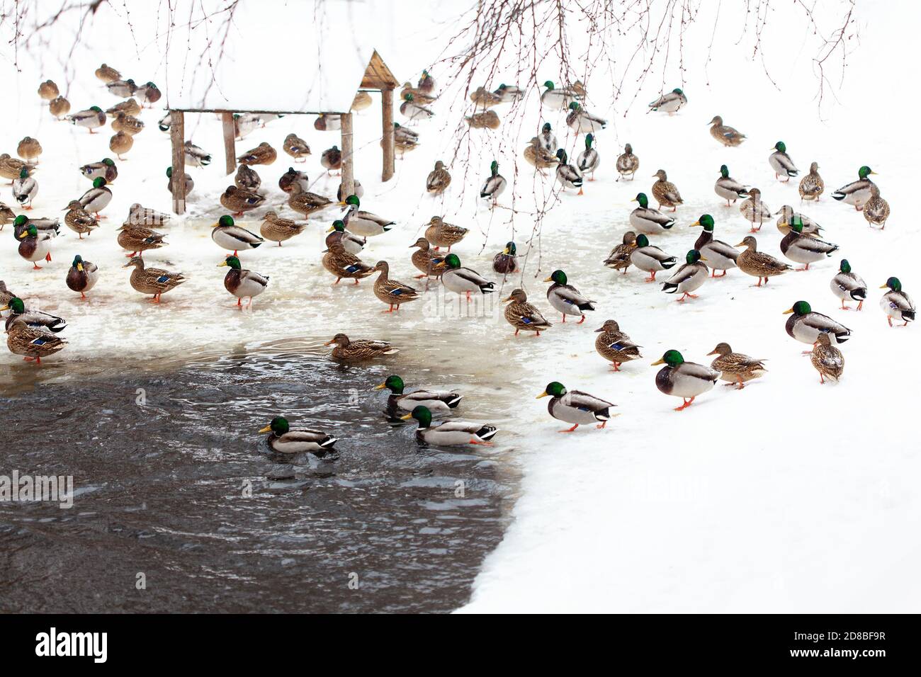 Waterfowl in winter . Flock of ducks on the frozen lake Stock Photo - Alamy