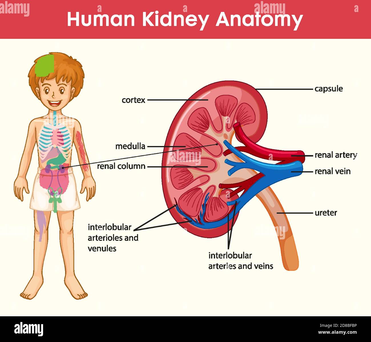 Human Kidney Anatomy cartoon style infographic illustration Stock ...