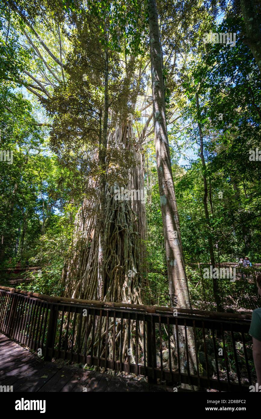 Curtain Fig, Curtain Fig National Park, Yungaburra, Atherton Tablelands ...