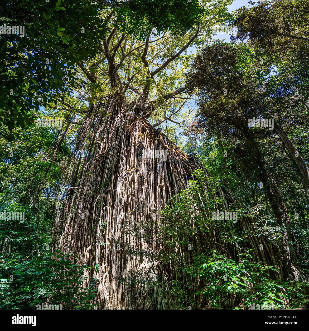 Fig tree point hi-res stock photography and images - Alamy