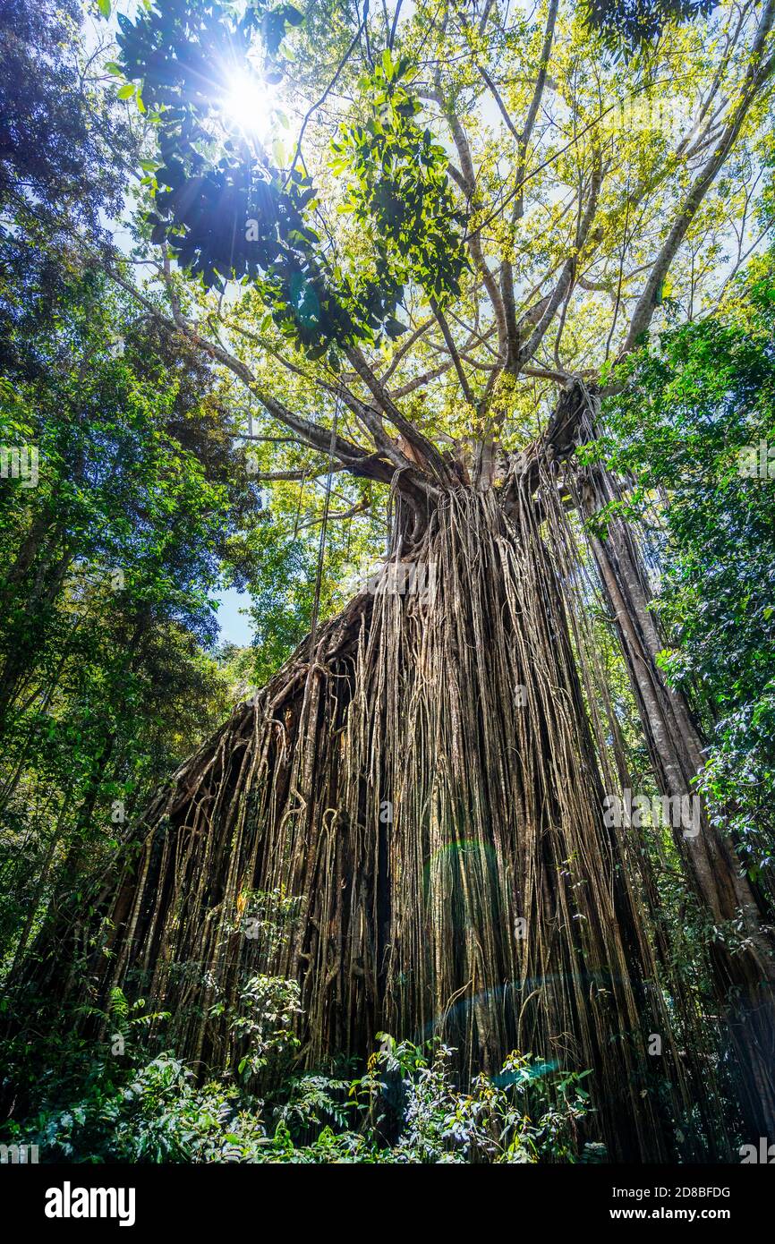 Curtain Fig, Curtain Fig National Park, Yungaburra, Atherton Tablelands ...