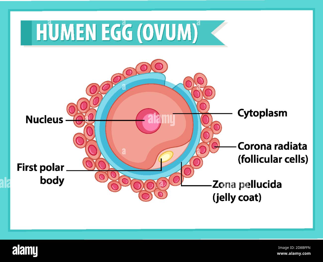 Human Egg or Ovum structure for health education infographic ...