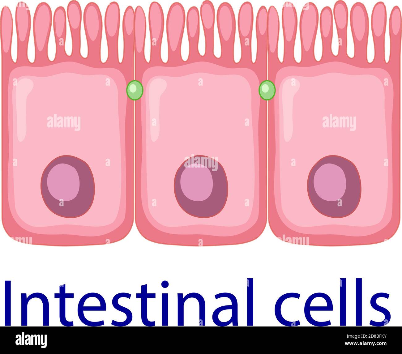 Human interstitial cell isolated illustration Stock Vector Image & Art ...