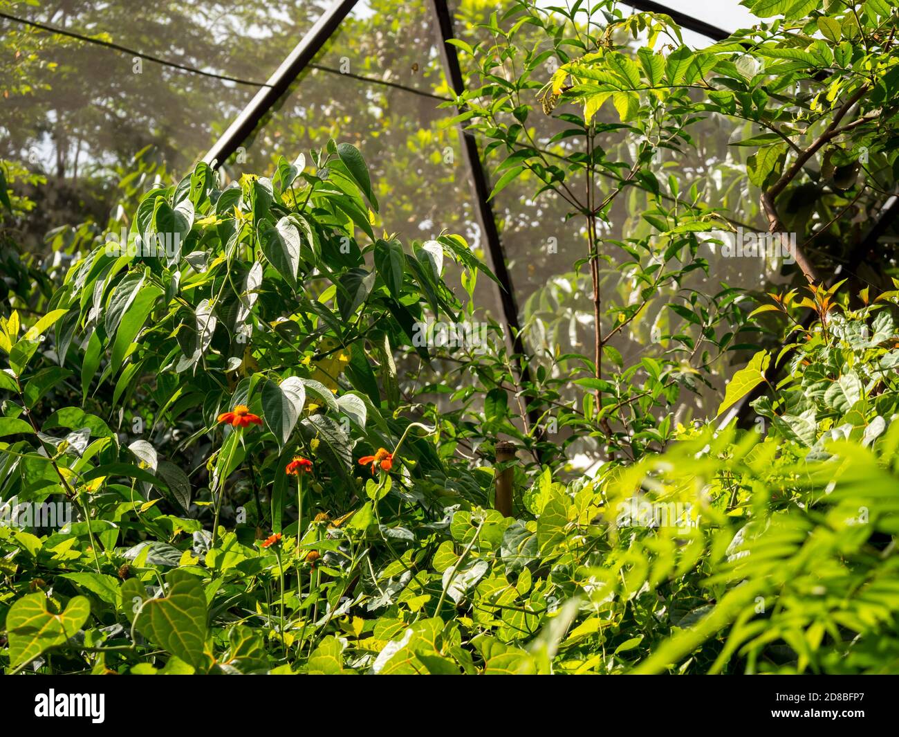 Orange and Black Butterfly (Siproeta Epaphus) Standing on a Leaf Stock ...