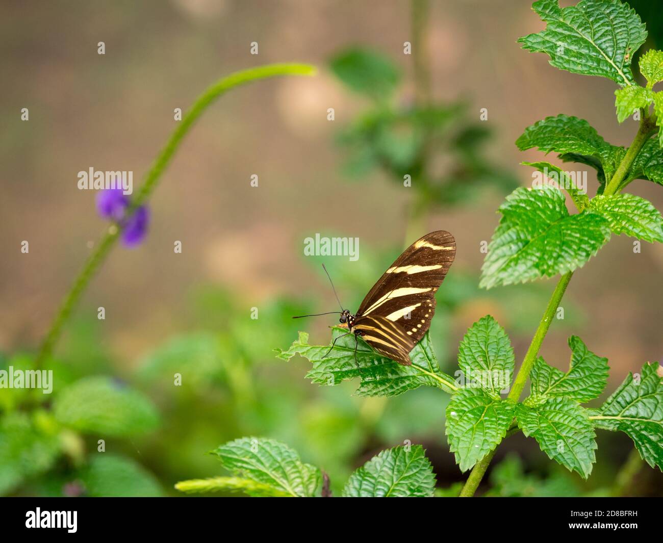 Heliconius caterpillar hi-res stock photography and images - Alamy
