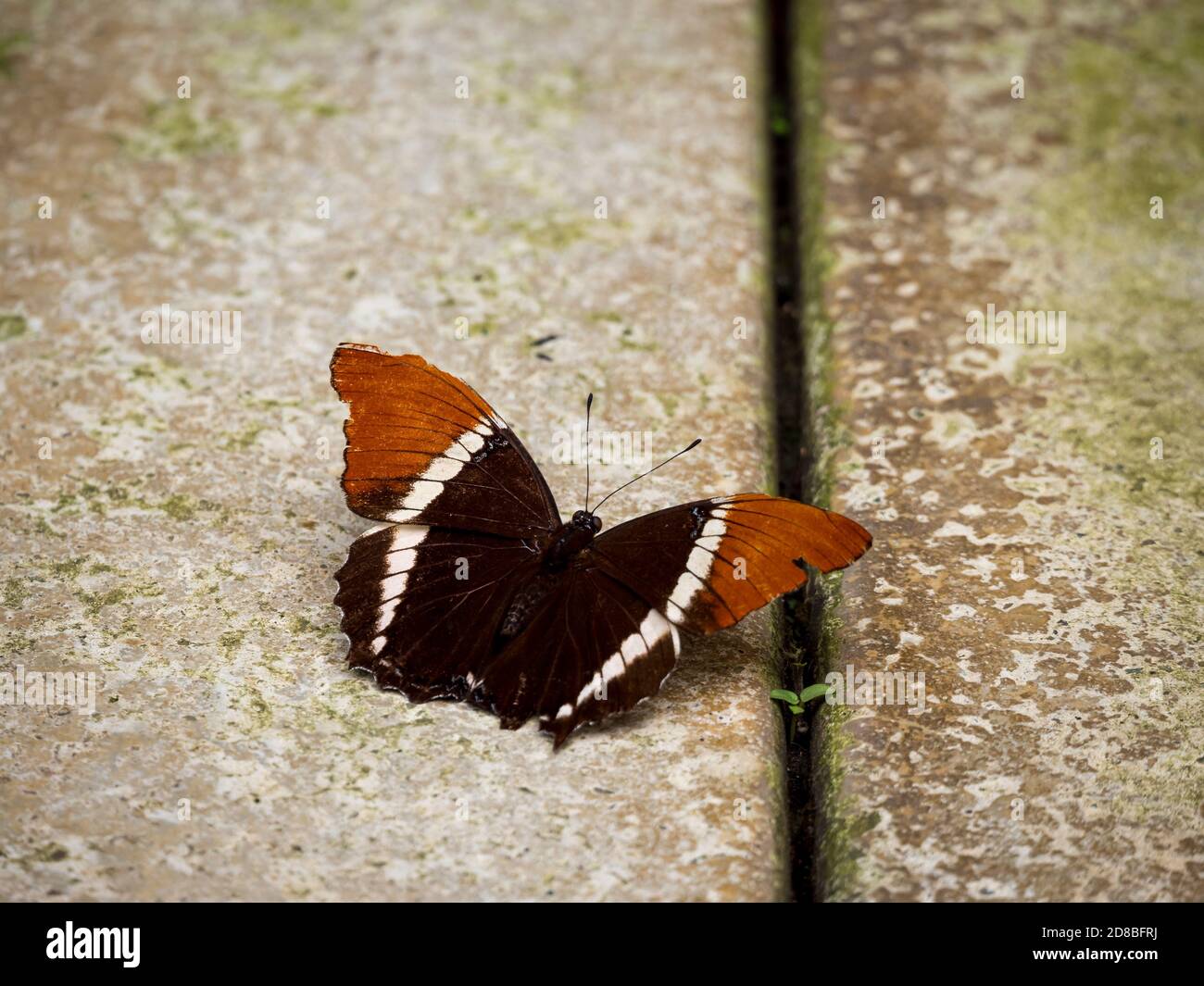 Orange and Black Butterfly (Siproeta Epaphus Stock Photo - Alamy