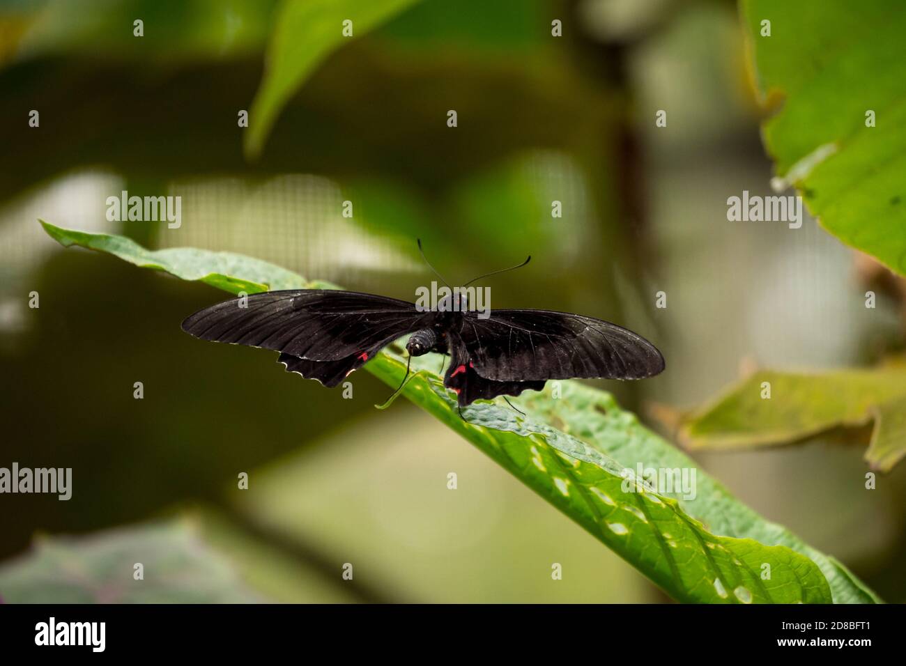 The Ruby-Spotted Swallowtail or Red-Spotted Swallowtail Stock Photo - Alamy