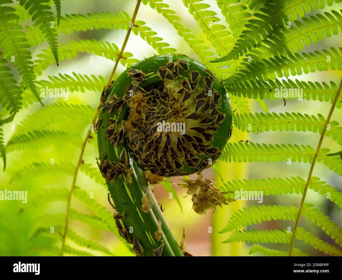 A Fern Unrolling a Young and Green Frond Stock Photo - Alamy