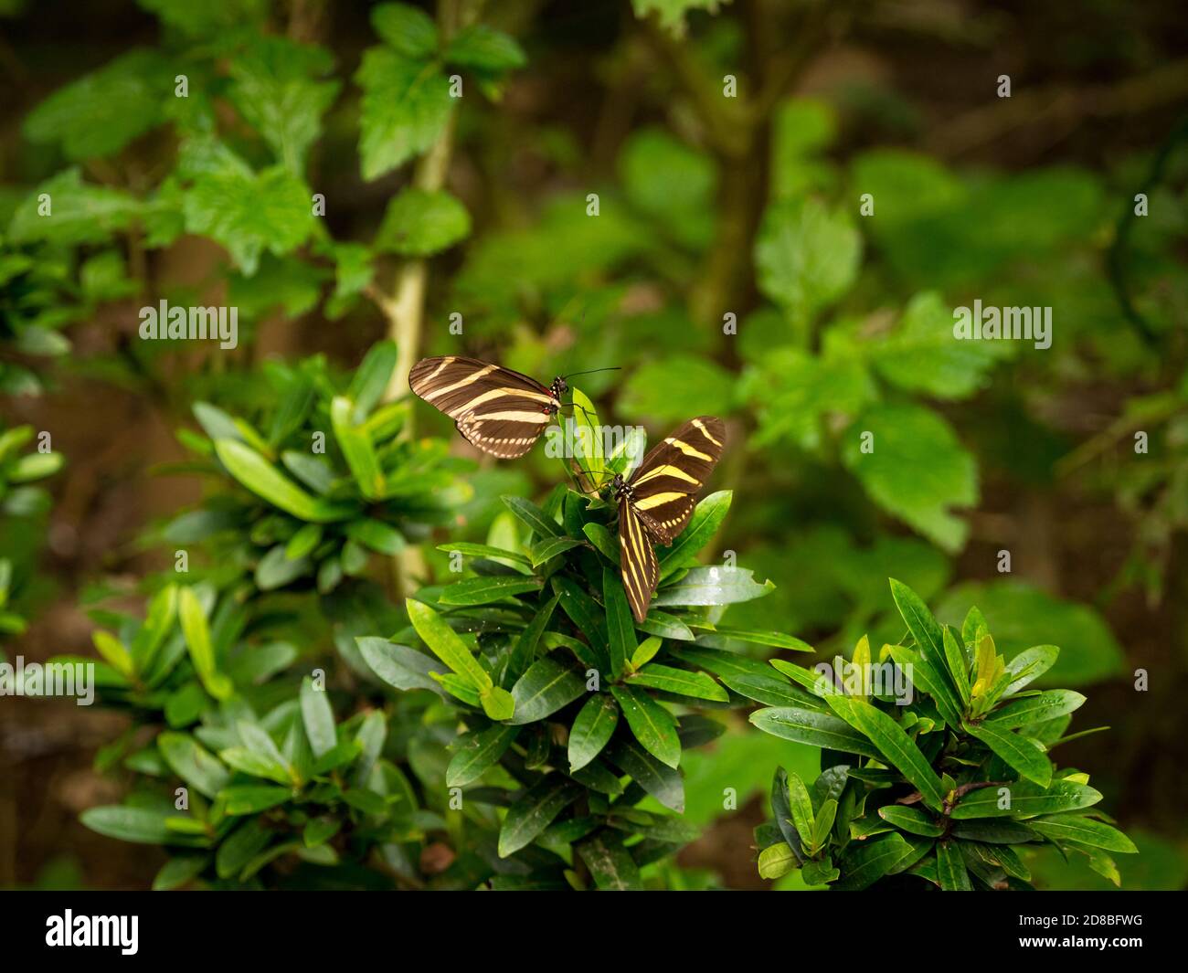 The Zebra Longwing or Zebra Heliconian (Heliconius charithonia Stock ...