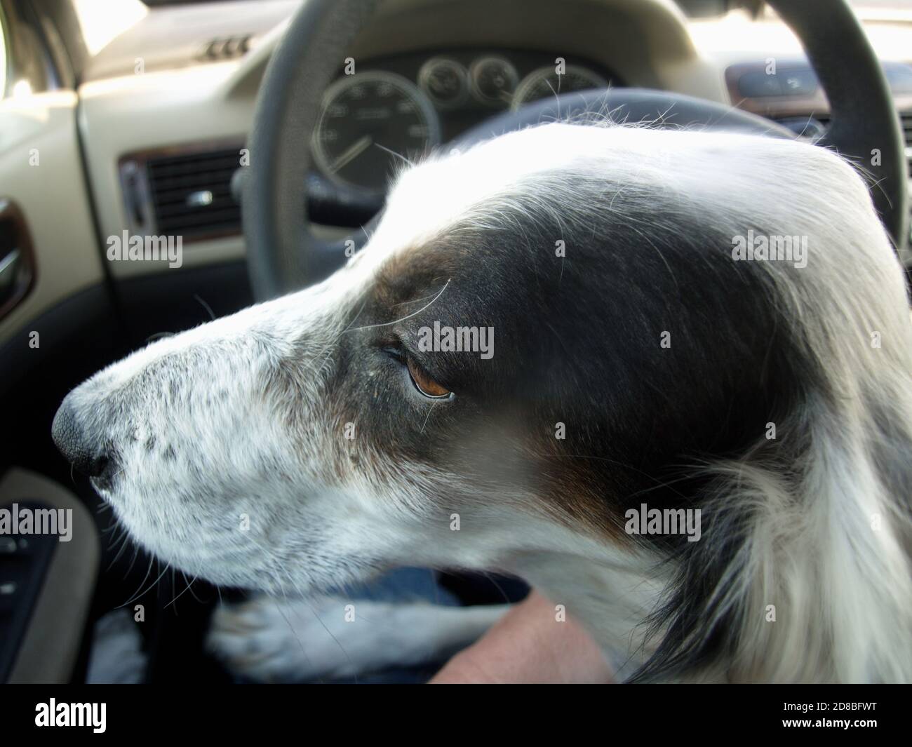 Contented English Setter dog Stock Photo - Alamy