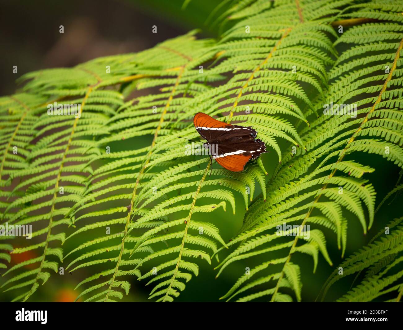 Orange and Black Butterfly (Siproeta Epaphus) Standing on a Leaf Stock ...