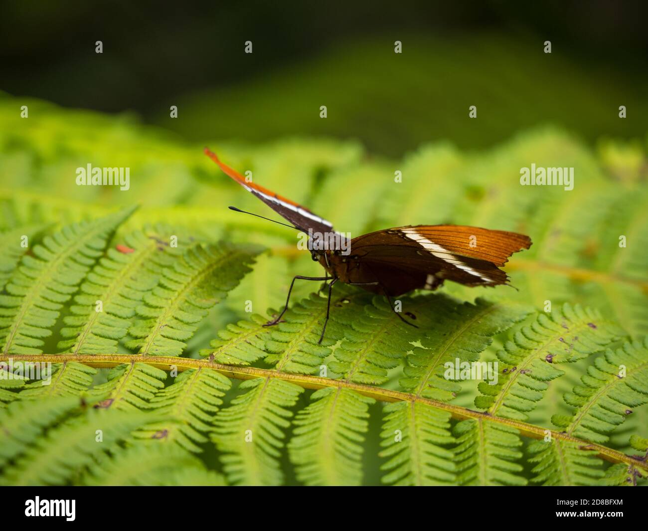 Orange and Black Butterfly (Siproeta Epaphus) Standing on a Leaf Stock ...