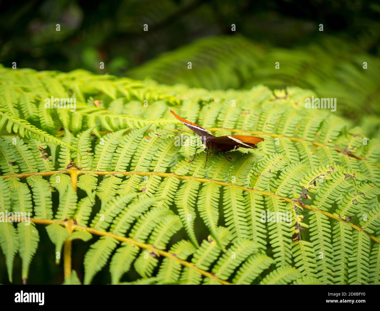 Orange and Black Butterfly (Siproeta Epaphus) Standing on a Leaf Stock ...