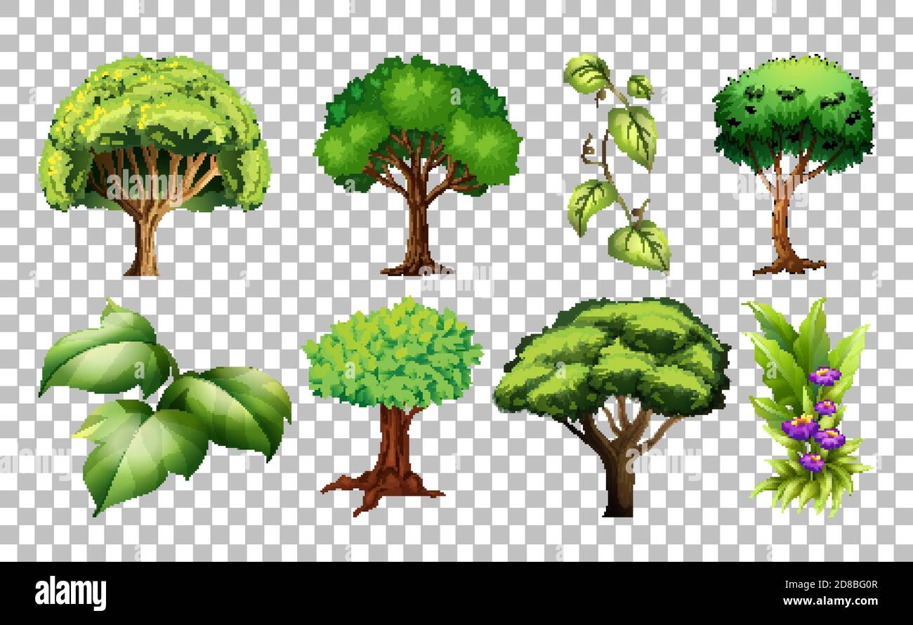 Set of tree on transparent background illustration Stock Vector Image ...