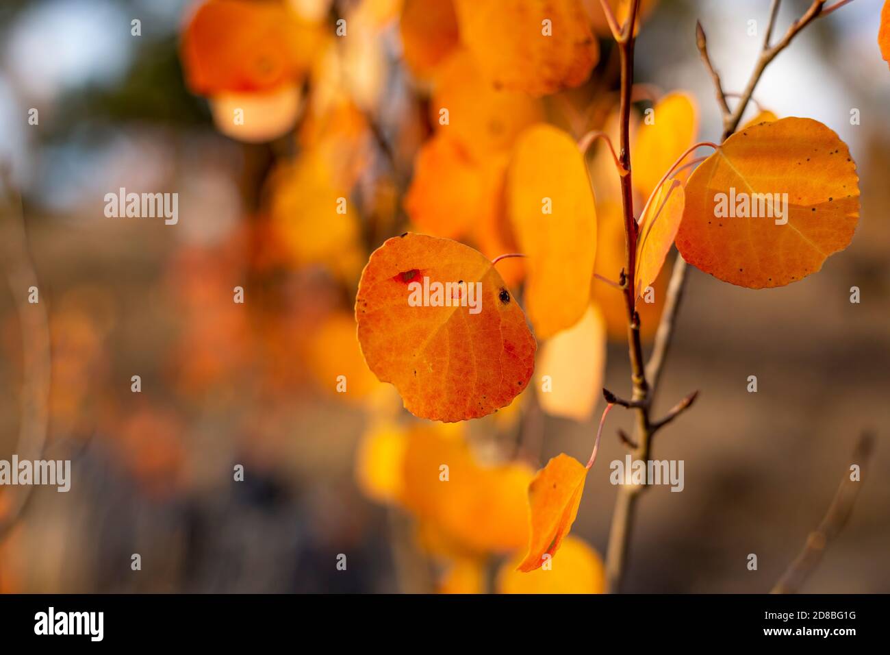 Aspen leaves hi-res stock photography and images - Alamy