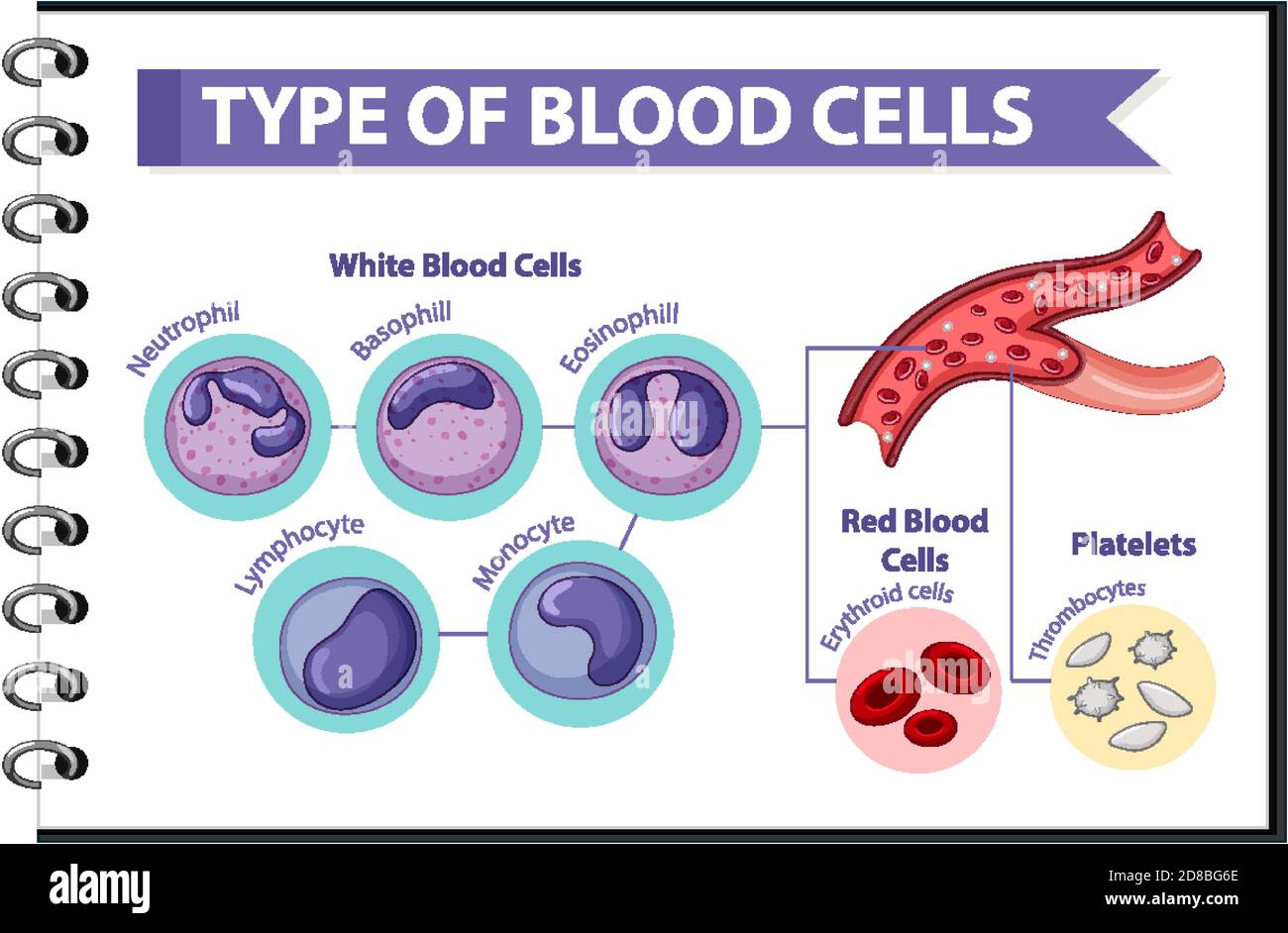 Type of blood cells medical information illustration Stock Vector Image ...
